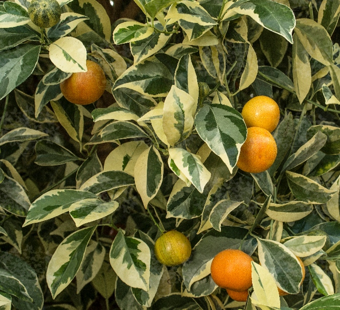 Šarenolosna mandarina