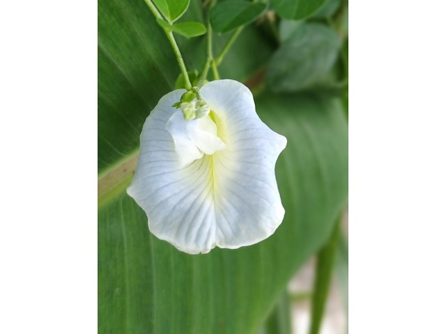 Leptir grašak belog cveta, RETKO,  seme 5 komada