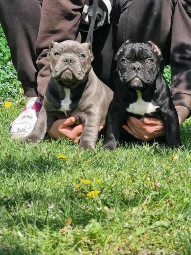 American bully stenci