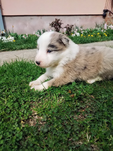 Štenci Border collie