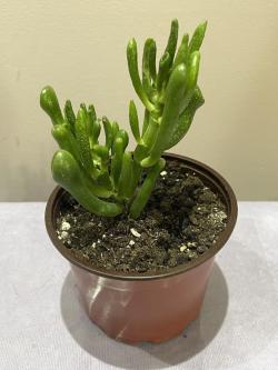 KRASULA OVATA - crassula ovata hobit - gollum