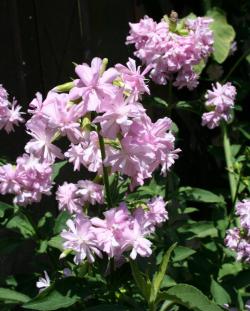 Saponaria officinalis - sapunjaca