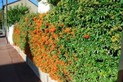 VATRENI TRN - PYRACANTHA - sadnica