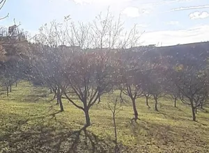 Prodaja Plac - Petrovaradin, Ledinci