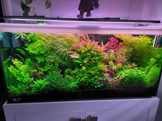 Akvarijumske biljke