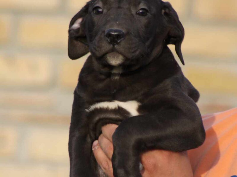 Presa Canario štenci