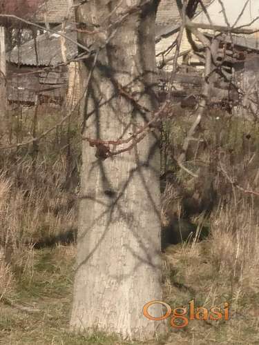 PRODAJEM 4 ORAHOVA STABLA, BOGOJEVO