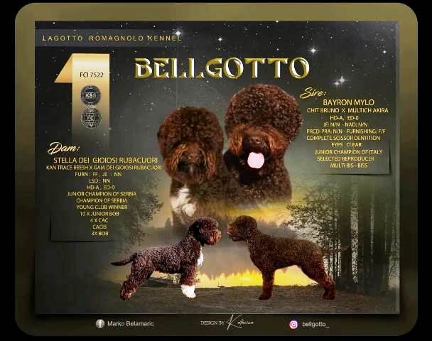Lagotto Romagnolo, rezervacija štenaca
Welcome
Store and/or access information on a device
Use limited data to select advertising
Create profiles for personalised advertising
Use profiles to ...