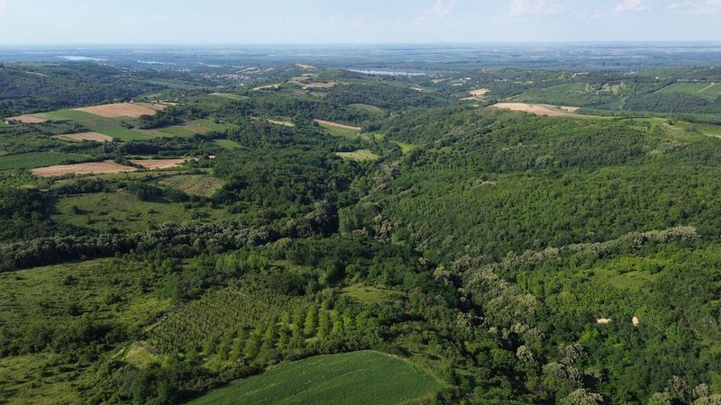 Vikend zona, Sremski Karlovci, Lipe