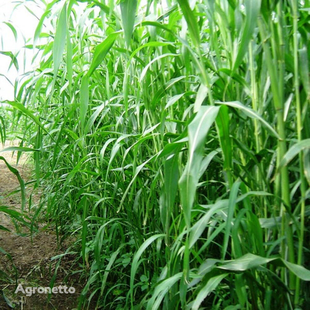 Seme marianne sudanske trave (Sorghum Sudanese), siderat