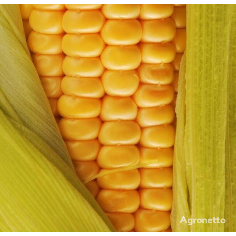 Seme kukuruza Kremin 200 SV, FAO-210, zhetva - 2021