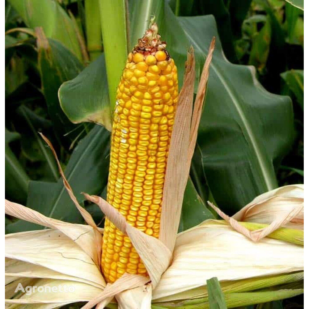 Seme kukuruza "AR 18101 K", fr. standard, FAO-310