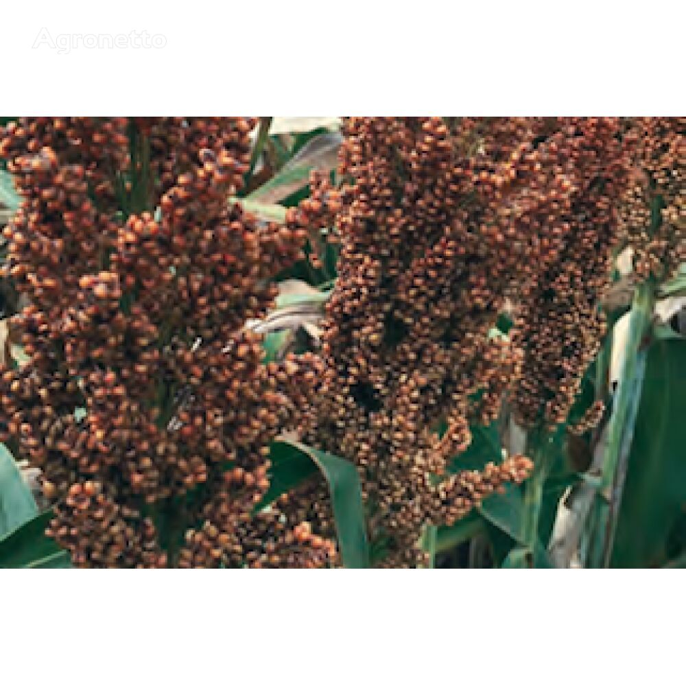 Seme sirka zrna Anggi, 125 dana