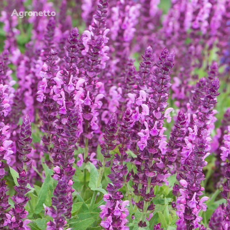 Pahuљasta zhalfiјa Salvia nemorosa 'Sensation Tsompatst Bright Rose'