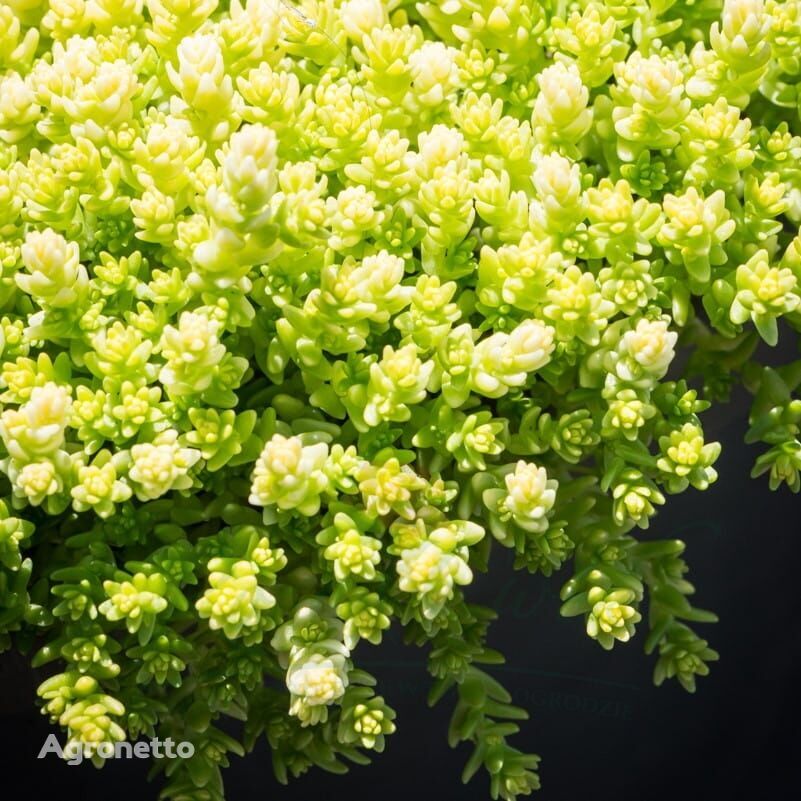 Sedum atsre 'Aurea'