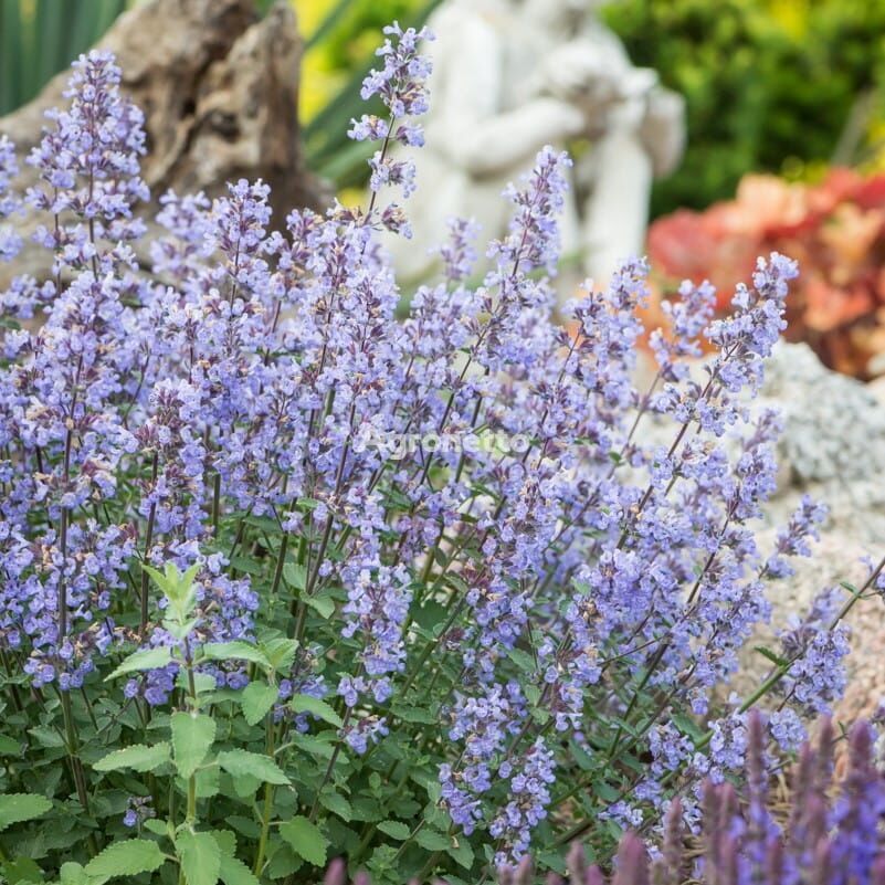 Kotsimietka Faassena 'Machјe mјau' Nepeta Faassenii