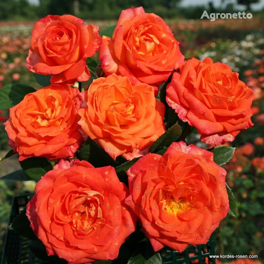 Feurio® Rose