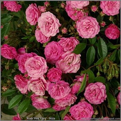 Pink Fairi Rose