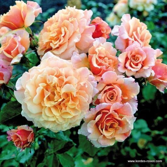 Tsaramella® Rose