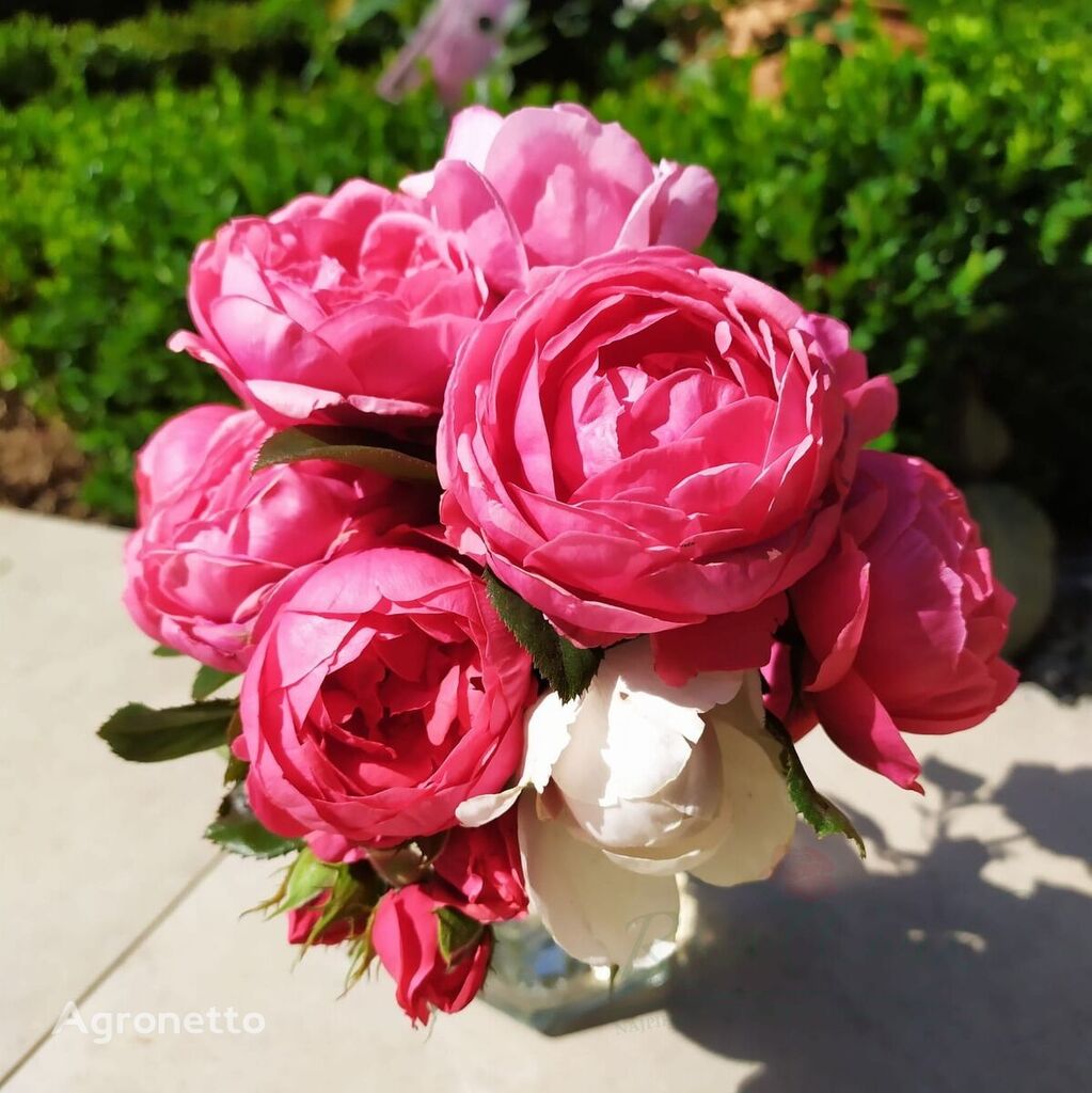 Rose Gartenprinzessin Marie Јose