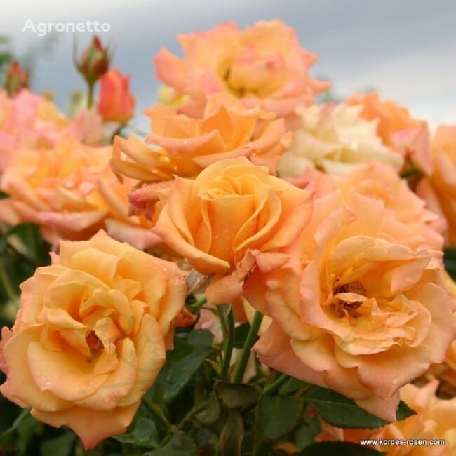 Lusatia® Rose