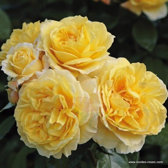 Sunstar® Rose