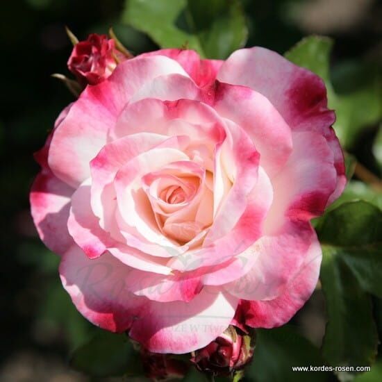 Rose Rosenstadt Freising®