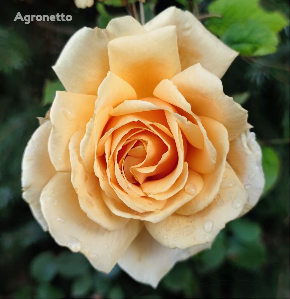 Valentsia® Rose