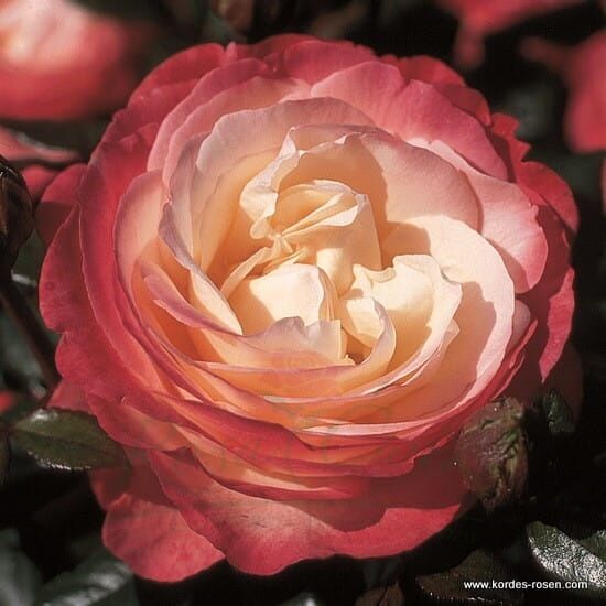 Nostalgie® Rose