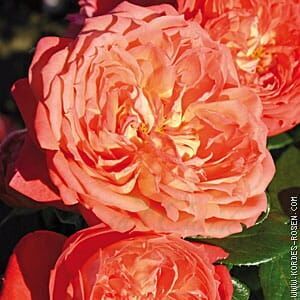 Kueen of Hearts® Rose