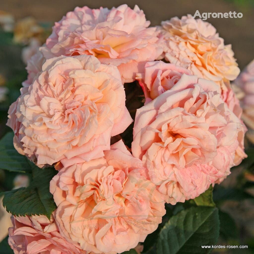 Amaretto® Rose