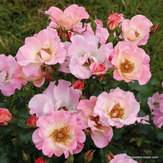 TsOVER ROSE Dolomiti®