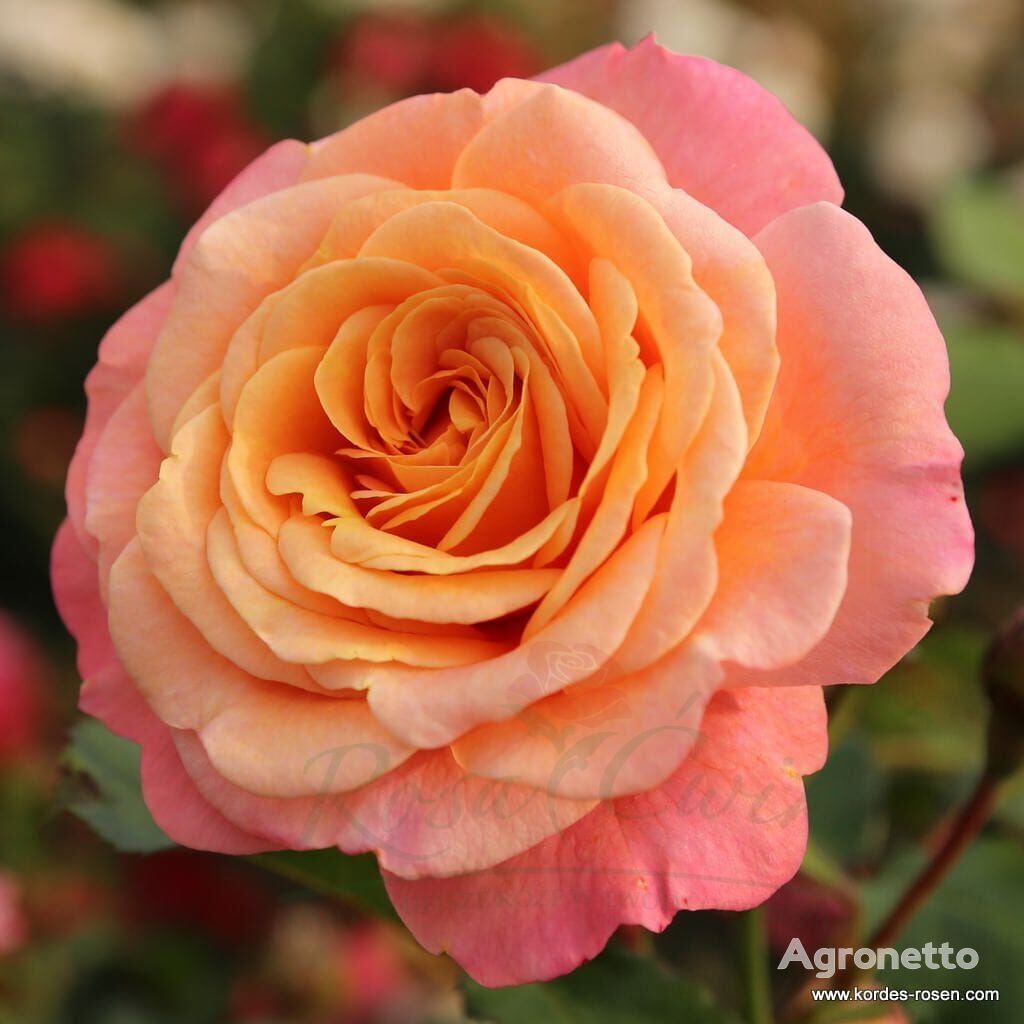 Breskva Melba® Rose