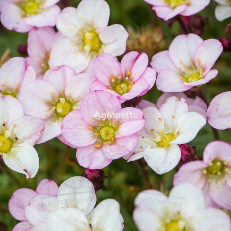 Skalnitsa Arendsa Sakifraga k arendsii 'Itse Tsolors Appleblossom'