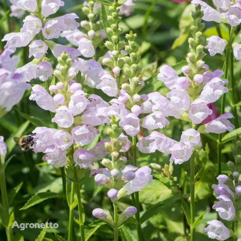 Phisostegia virginiana 'Rosea'