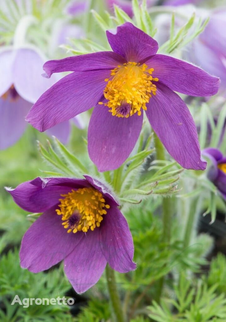 Paskue Flover Pulsatilla vulgaris 'Pinvheel Blue Violet Shad