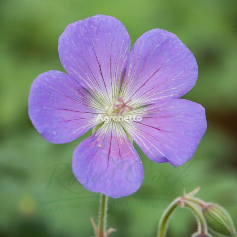 Bodziszek Himalaјski Geranium himalaiense 'Babi Blue'