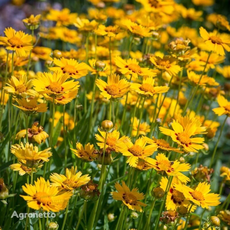 'Sonnenkind' Tsoreopsis grandiflora sa velikim tsvetovima