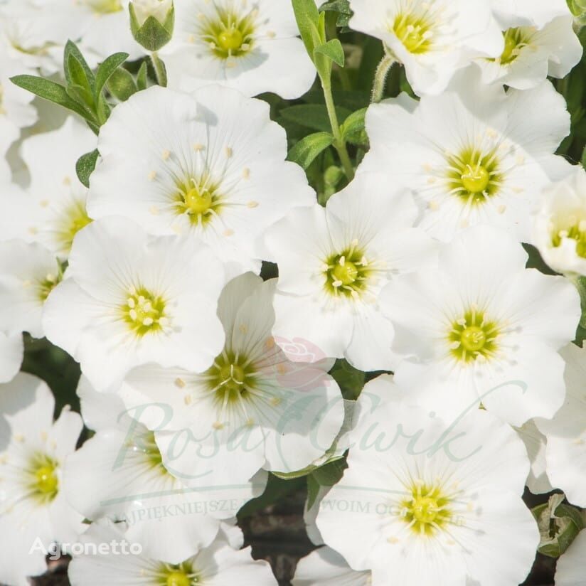 Piaskowiec Górski 'Arenaria Montana' Blizzard sadnica cveća