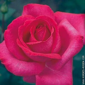 Róża Parole® na pniu sadnica cveća