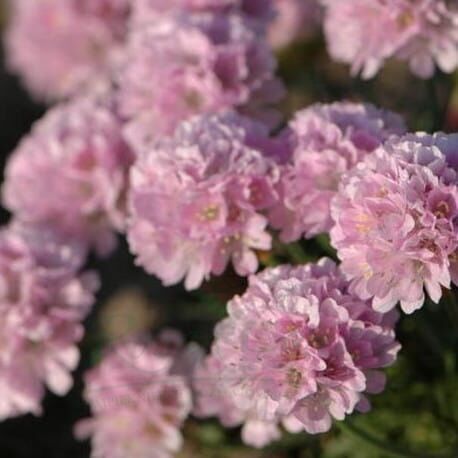 Zawciąg Nadmorski 'Glory of Holland' Armeria maritima sadnica cveća