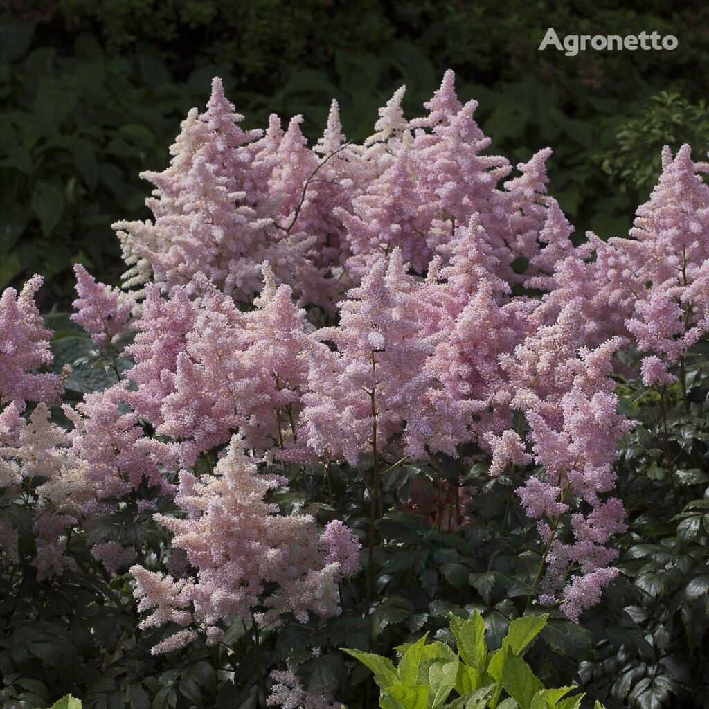 Tawułka Arendsa 'Anita Pfeifer' Astilbe x Arendsii sadnica cveća