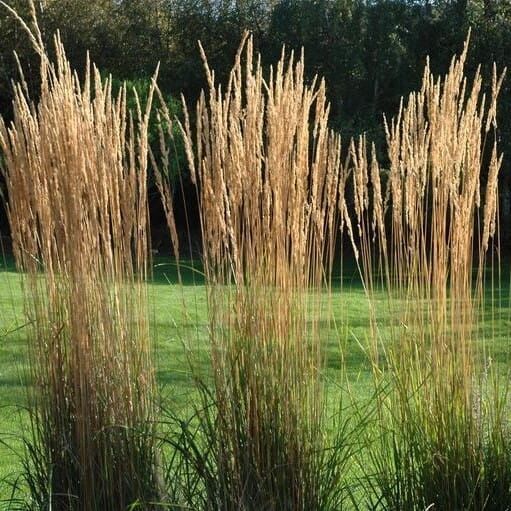 Trzcinnik Ostrokwiatowy 'Karl Foerster' Calamagrostis x Acutiflo sadnica cveća