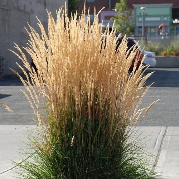 Trzcinnik Ostrokwiatowy Overdam Calamagrostis x Acutiflora sadnica cveća