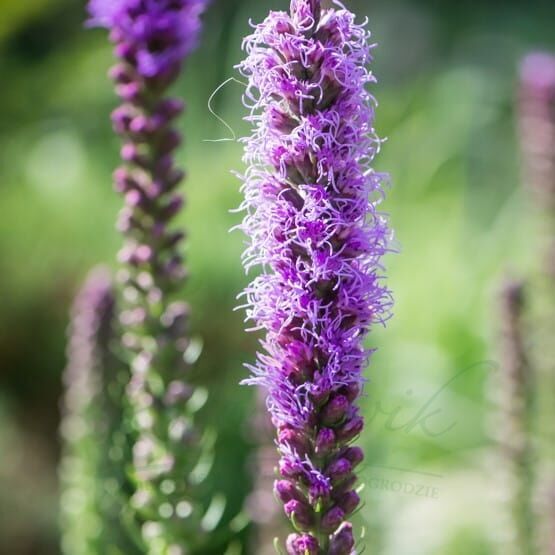 Liatra kłosowa Liatris spicata " Floristan Violet " sadnica cveća