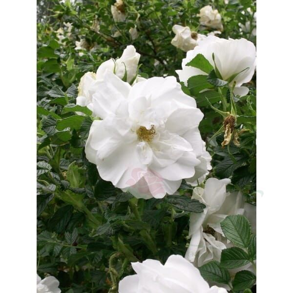 Blanc double de Coubert sadnica cveća