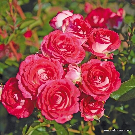 Róża Ślicznotka z Koblencji / Schöne Koblenzerin® na pniu sadnica cveća