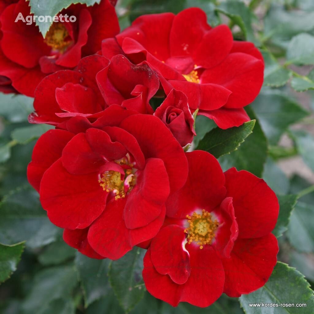 Róża Marondo® na Pniu sadnica cveća