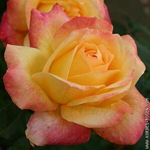 Róża Speelwark® sadnica cveća