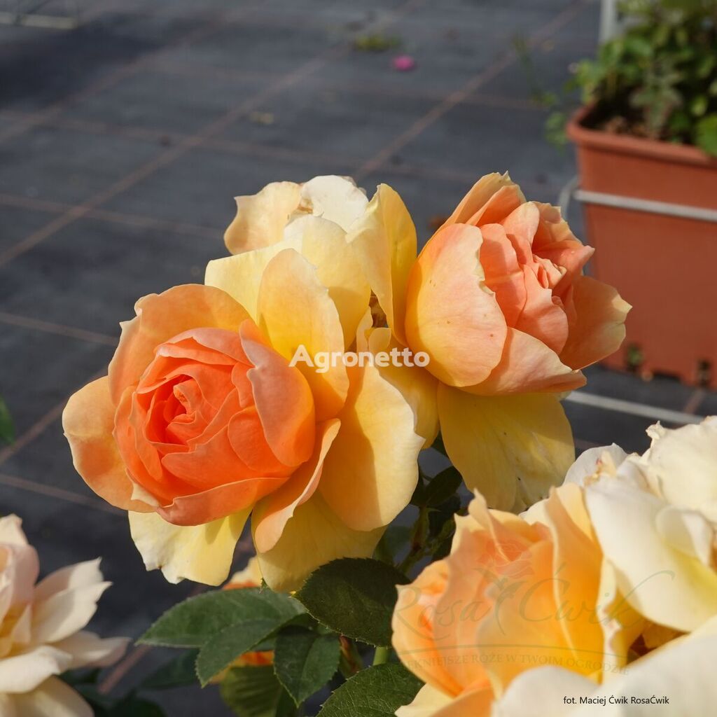 Róża Hansestadt Rostock® sadnica cveća